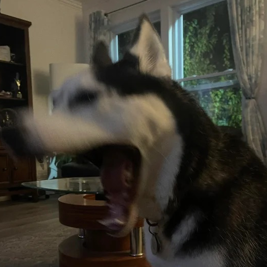 Screaming Husky Comics Publisher Profile - GlobalComix